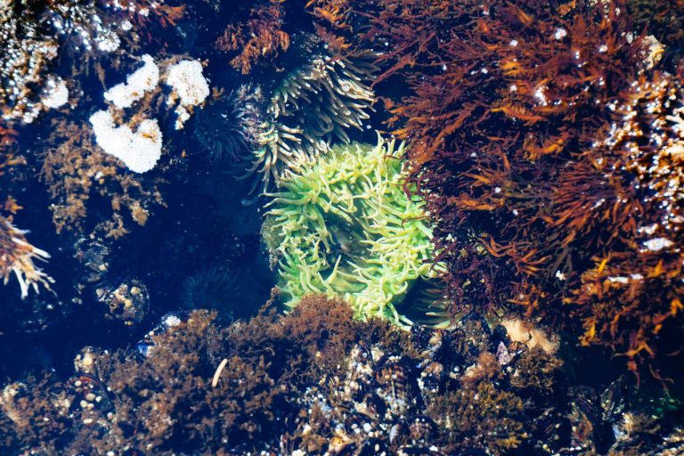 Seaweed Packaging - Green Compostables